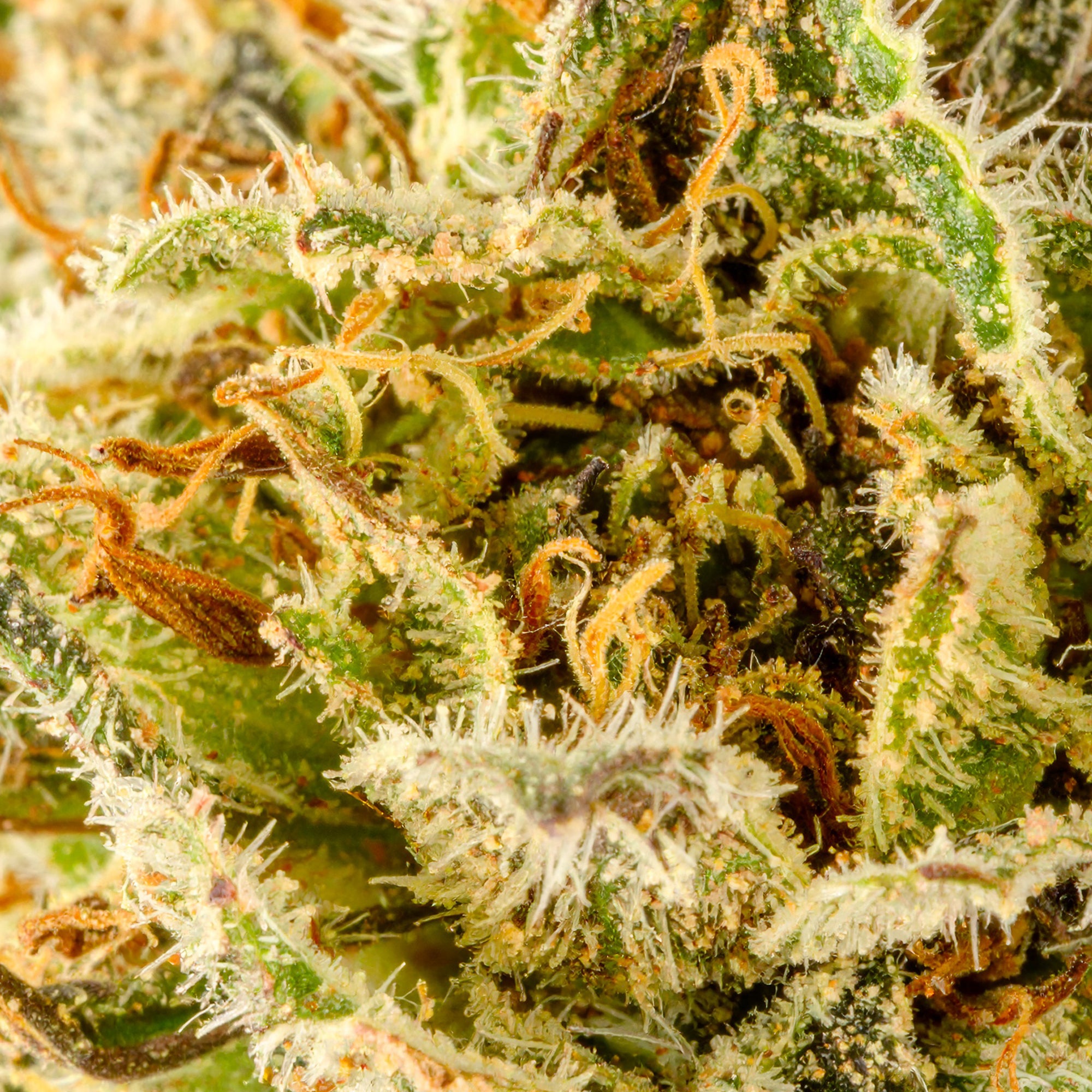 What is THCa? – Papa's Herb